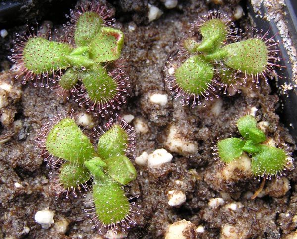 Drosera cuneifolia photos